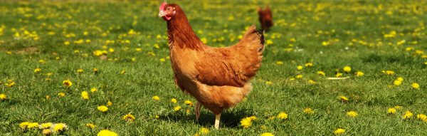Cot - Les Belles Poulettes
